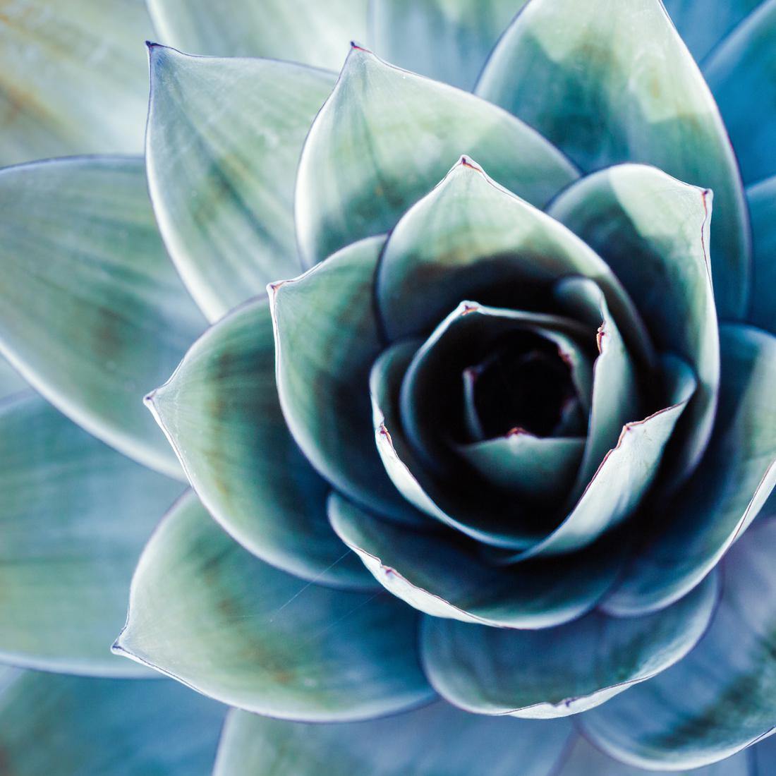 Intense Cactus (square) Wall Art | The Canvas Art Factory Australia ...